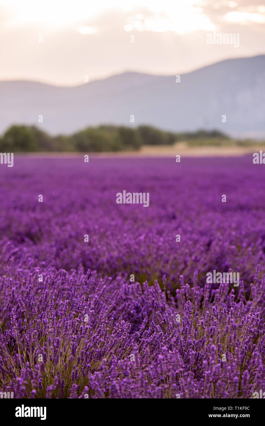 lavender field in summer purple aromatic flowers near valensole in provence france Stock Photo ...