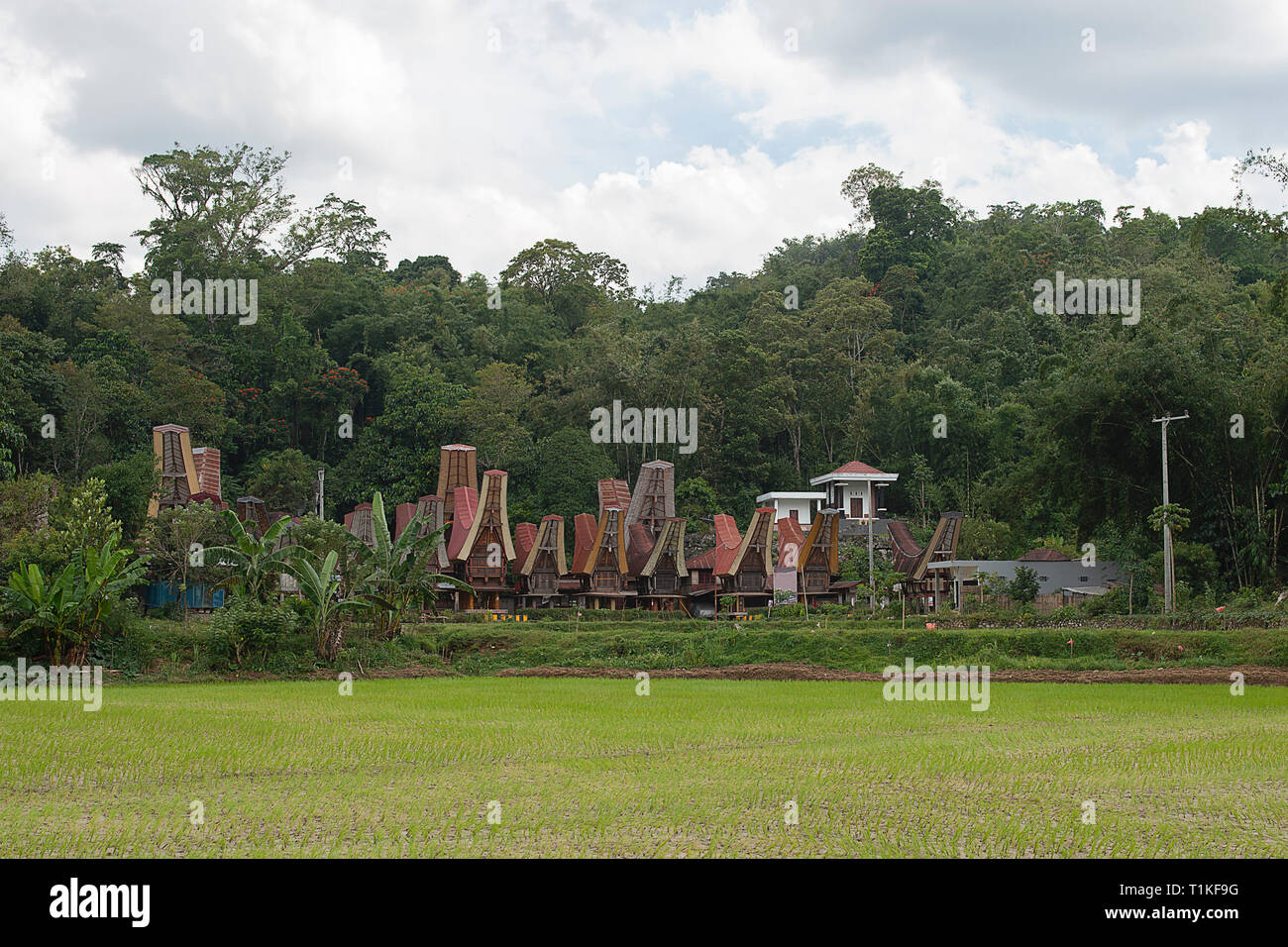 Tongkonan houses, traditional Torajan buildings, Tana Toraja is the ...