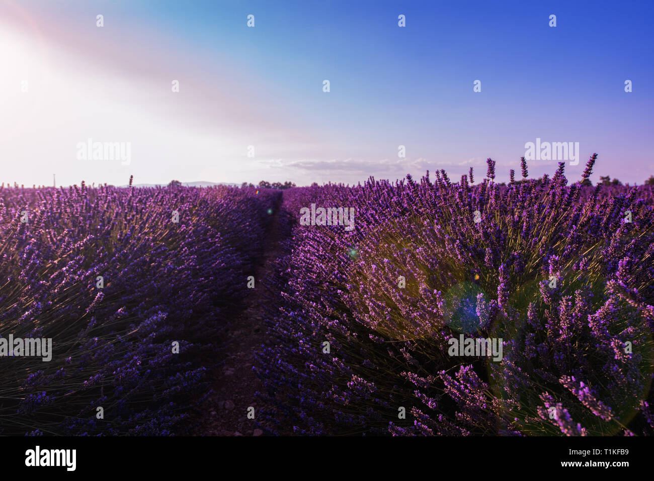 colorful sunset at lavender field in summer purple aromatic flowers near valensole in provence ...