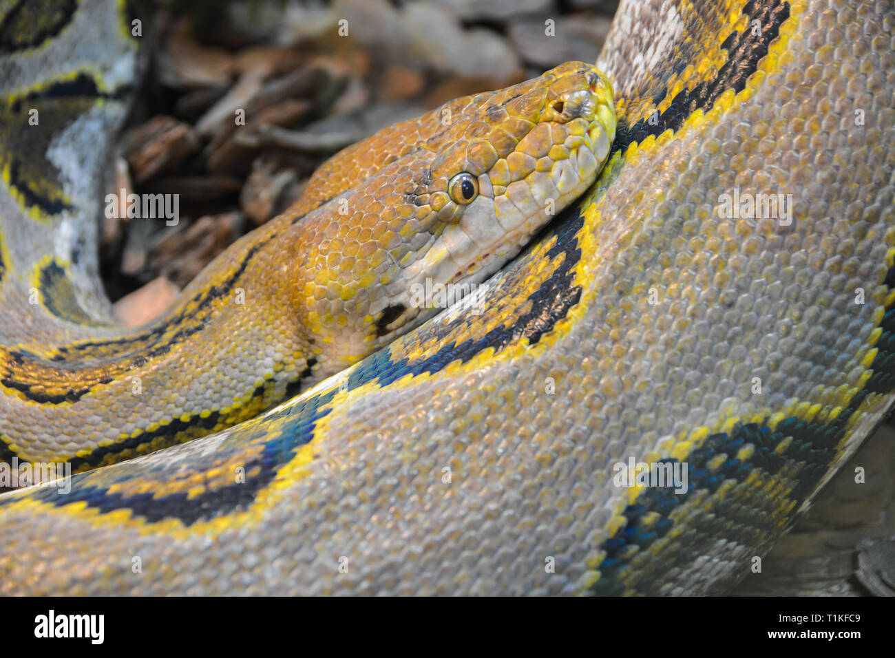 Ball python morph hi-res stock photography and images - Alamy