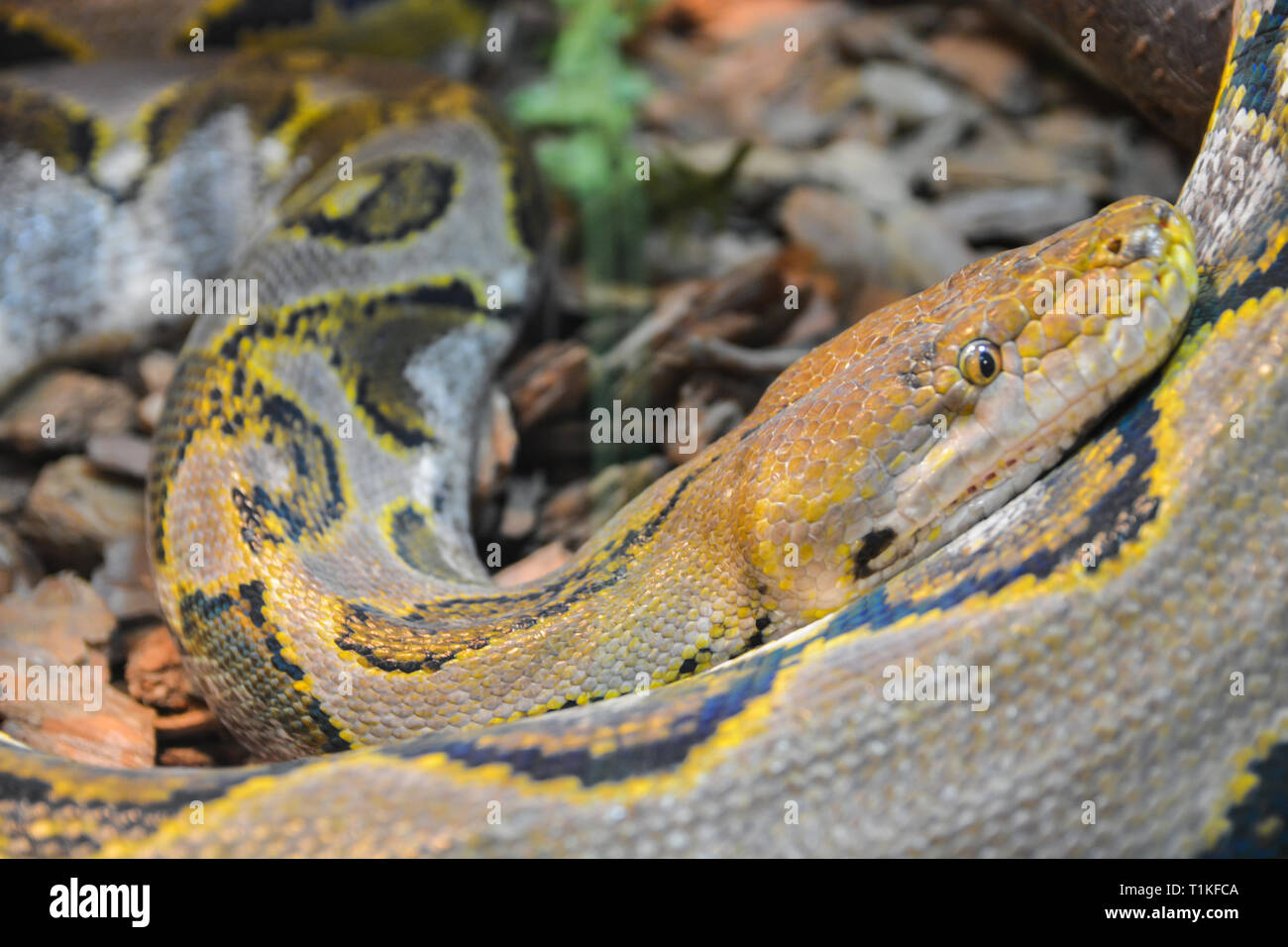 Yellow python hi-res stock photography and images - Alamy