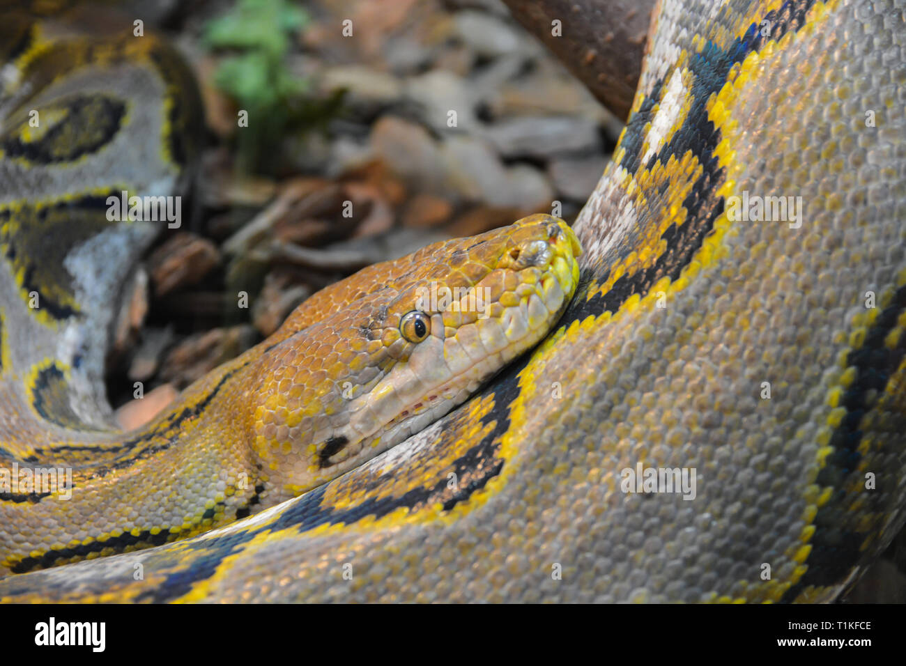 Close up yellow python. Soft selective focus. Boa snake Stock Photo - Alamy