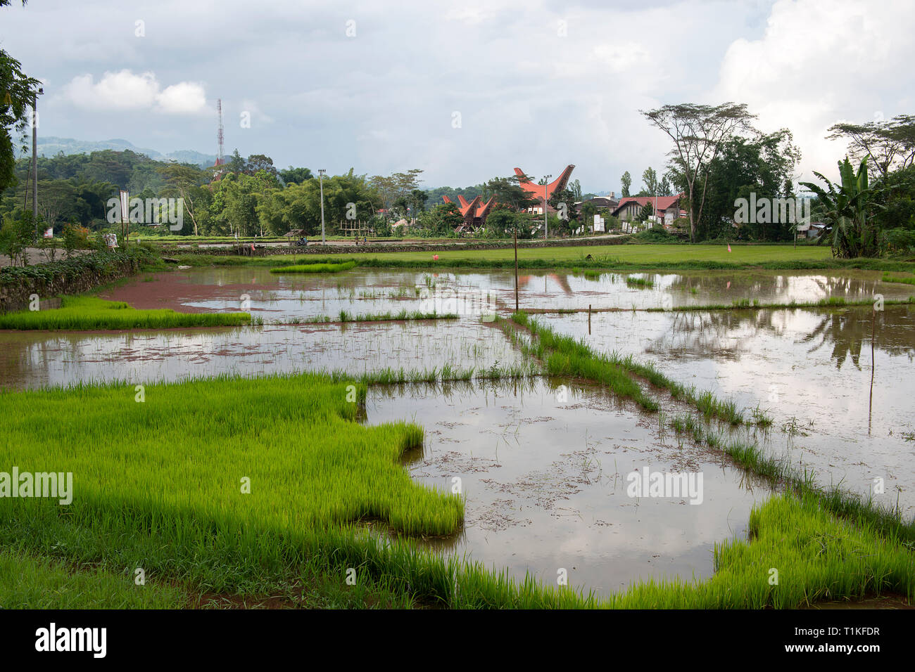Tongkonan houses, traditional Torajan buildings, Tana Toraja is the ...