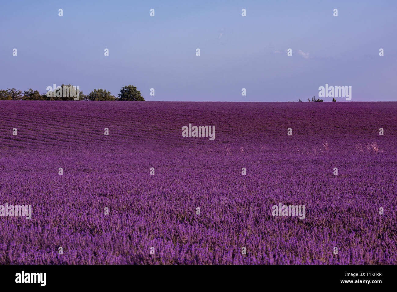 lavender field in summer purple aromatic flowers near valensole in provence france Stock Photo ...