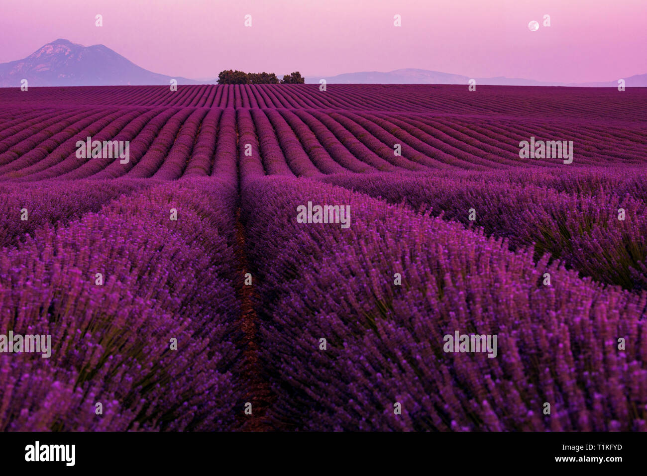 moon during colorful sunset at lavender field in summer purple aromatic flowers near valensole ...