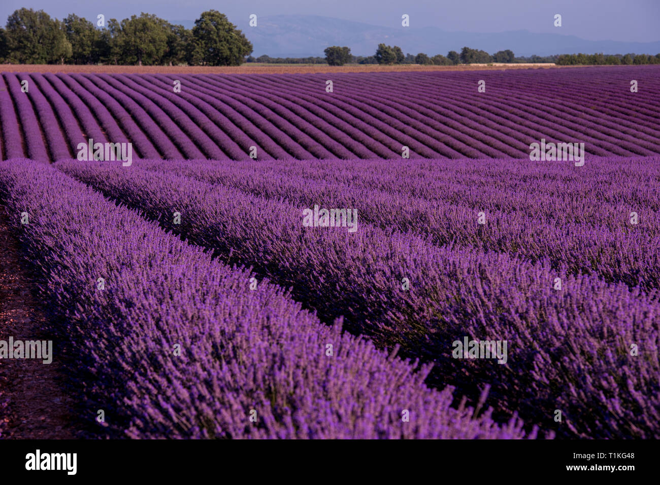 lavender field in summer purple aromatic flowers near valensole in provence france Stock Photo ...