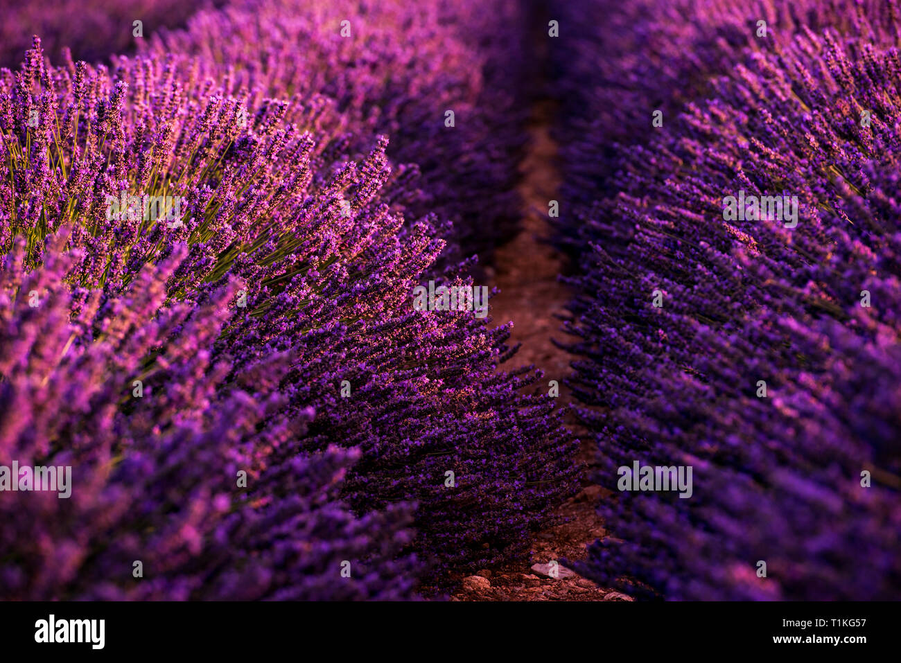 Close up Bushes of lavender purple aromatic flowers at lavender field in summer near valensole ...