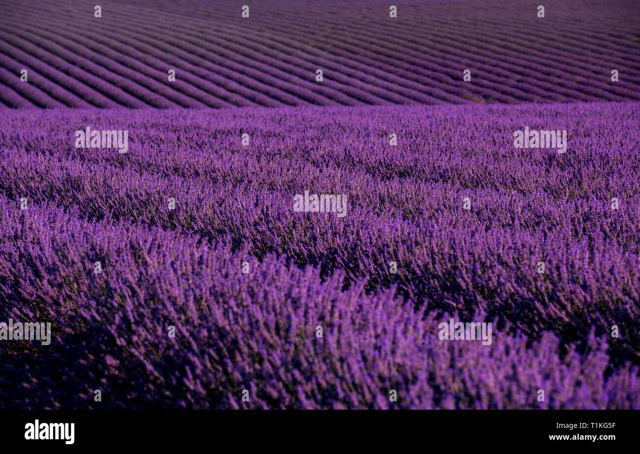 lavender field in summer purple aromatic flowers near valensole in provence france Stock Photo ...