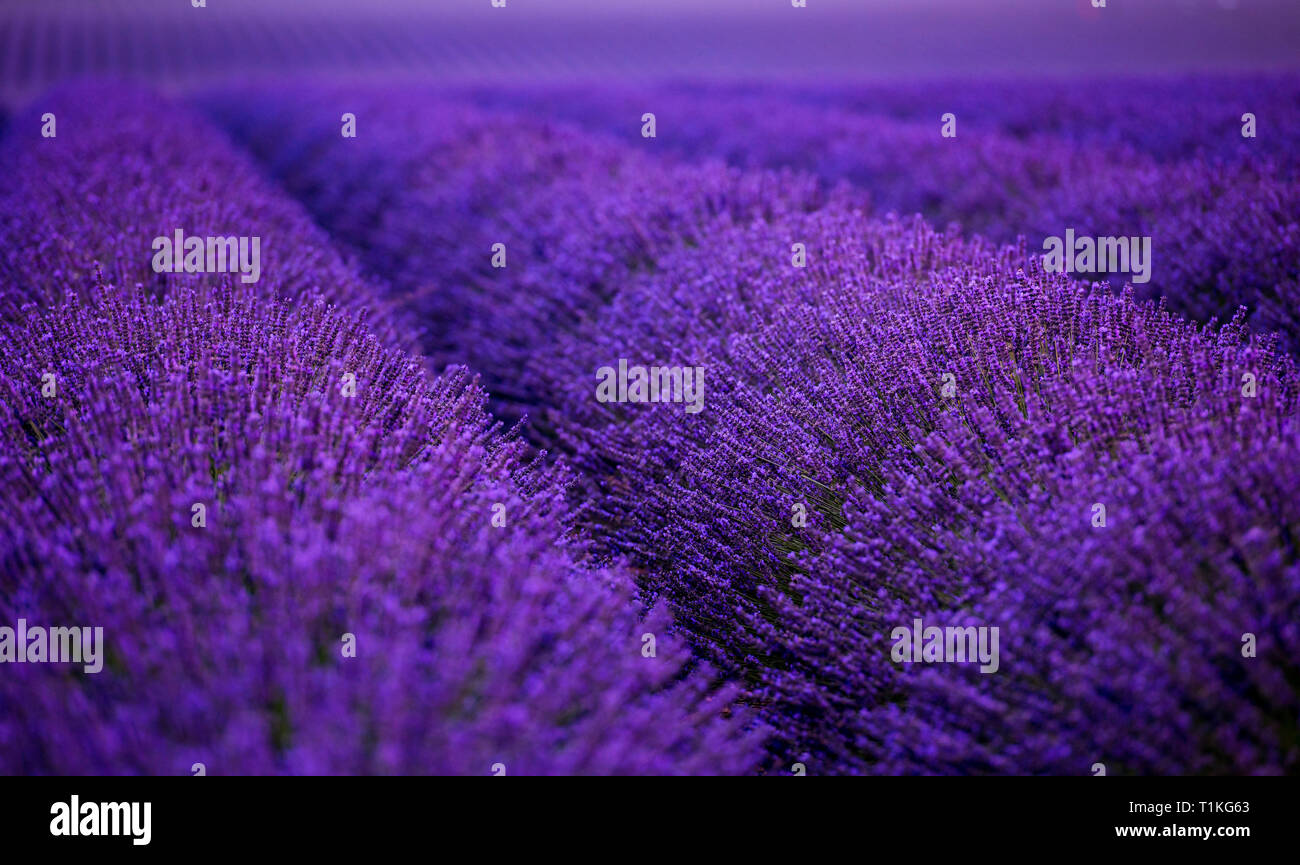 lavender field in summer purple aromatic flowers near valensole in provence france Stock Photo ...