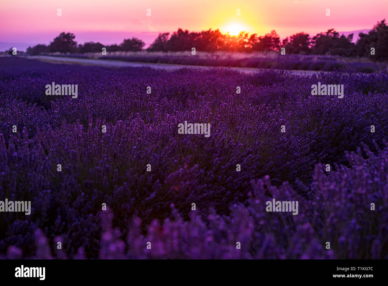 colorful sunset at lavender field in summer purple aromatic flowers near valensole in provence ...