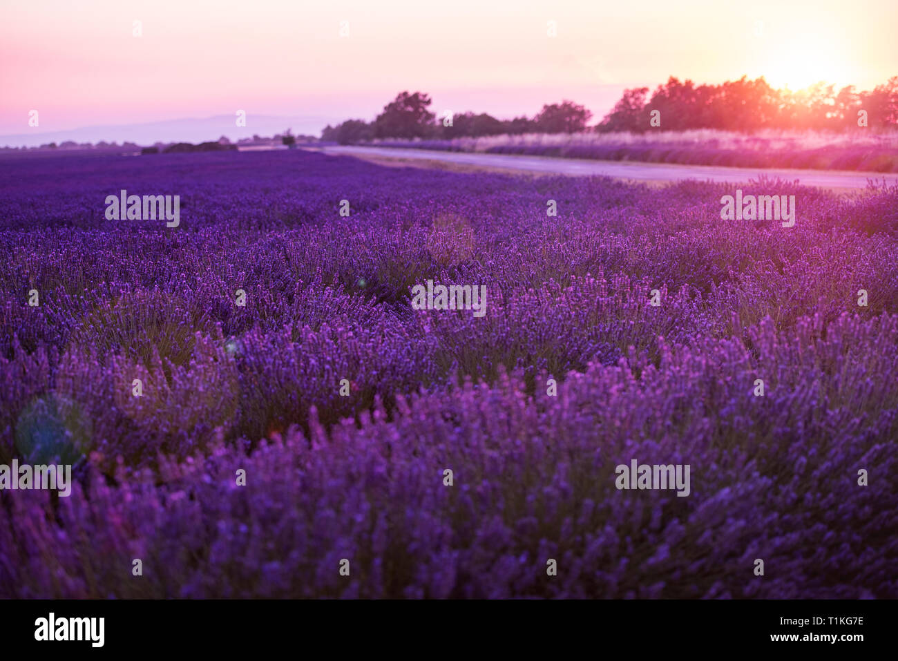 colorful sunset at lavender field in summer purple aromatic flowers near valensole in provence ...