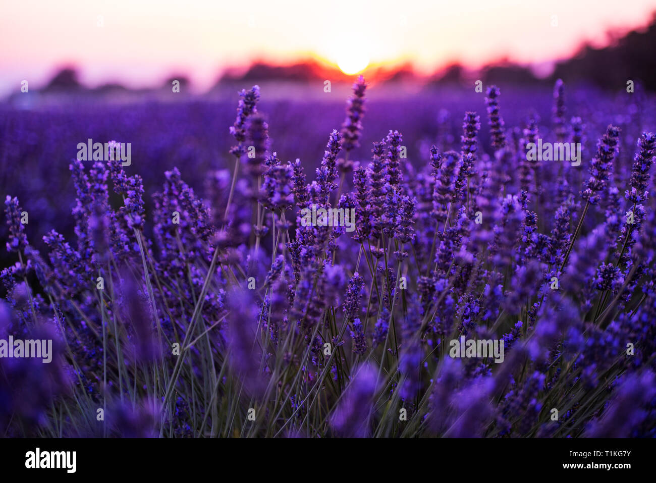 colorful sunset at lavender field in summer purple aromatic flowers near valensole in provence ...