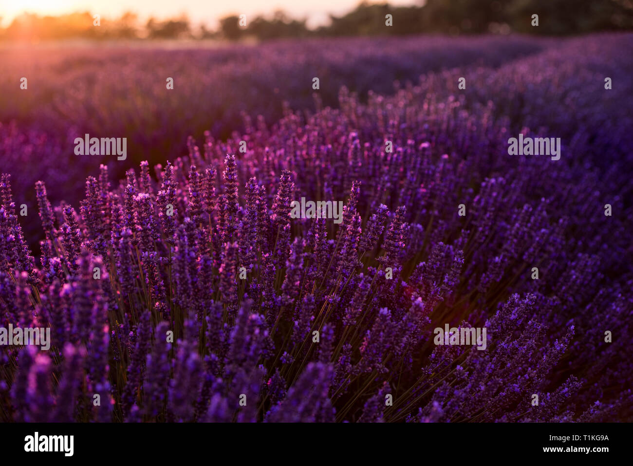 colorful sunset at lavender field in summer purple aromatic flowers near valensole in provence ...