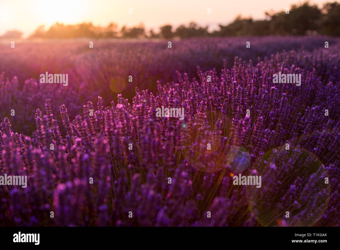 colorful sunset at lavender field in summer purple aromatic flowers near valensole in provence ...