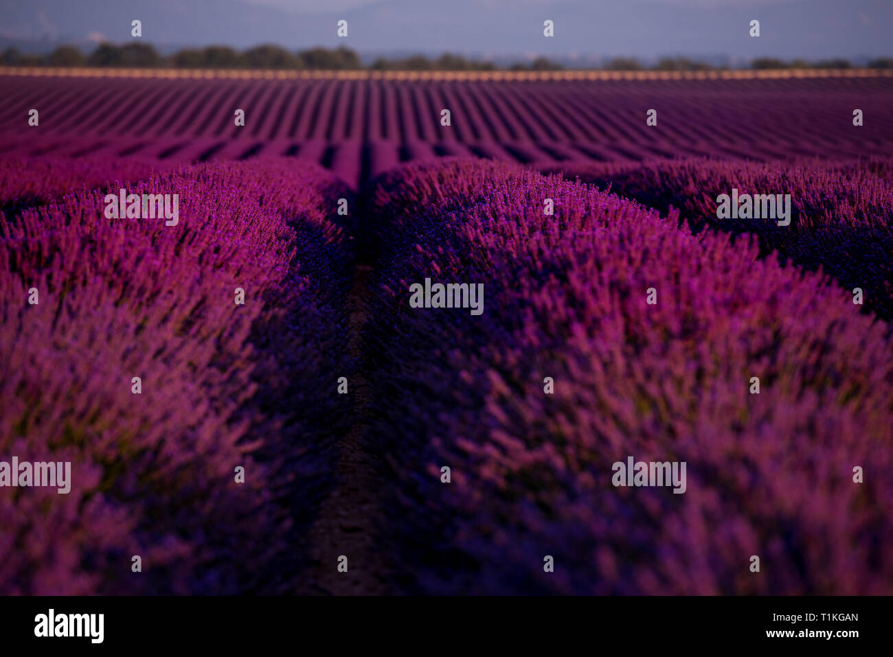 lavender field in summer purple aromatic flowers near valensole in provence france Stock Photo ...