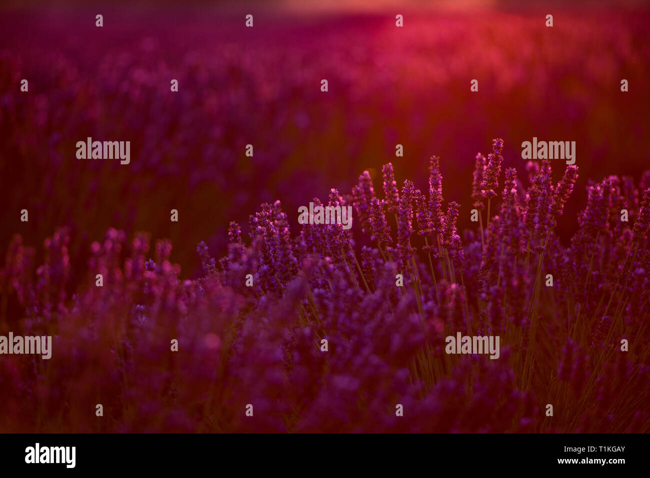 colorful sunset at lavender field in summer purple aromatic flowers near valensole in provence ...