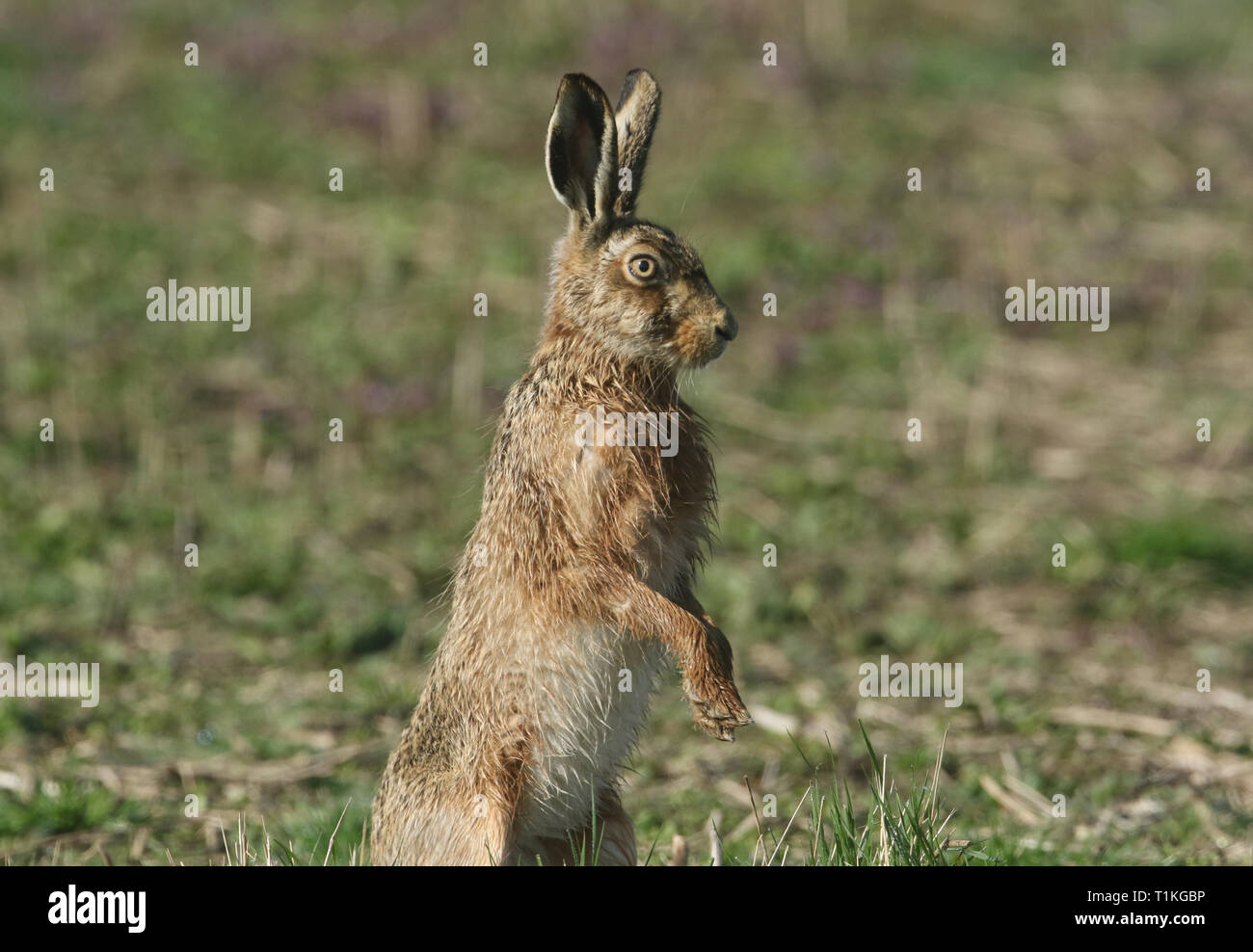 A stunning Brown Hare, Lepus europaeus, standing on its hind legs Stock ...