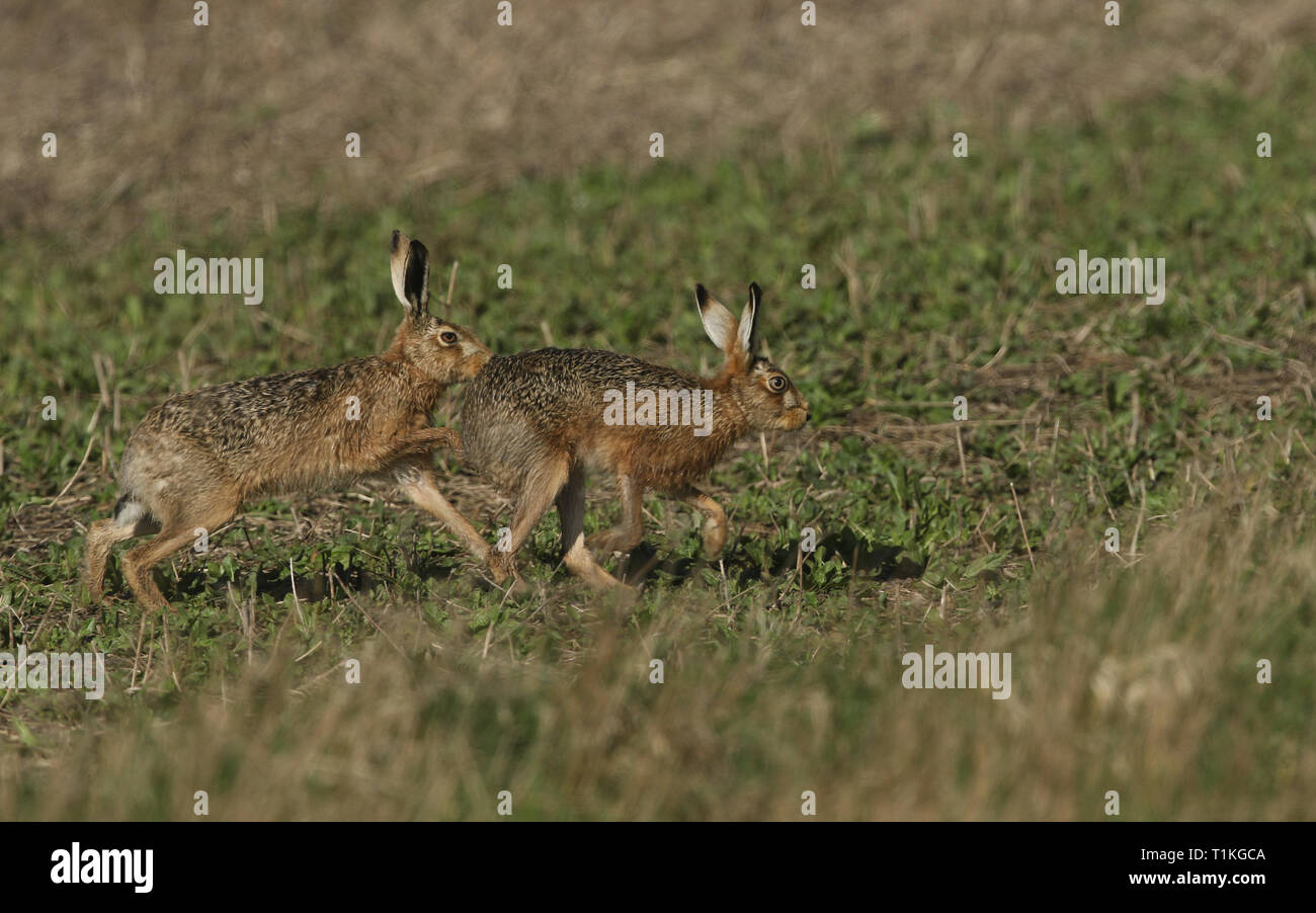 A male Brown Hare, Lepus europaeus, chasing the female during breeding ...