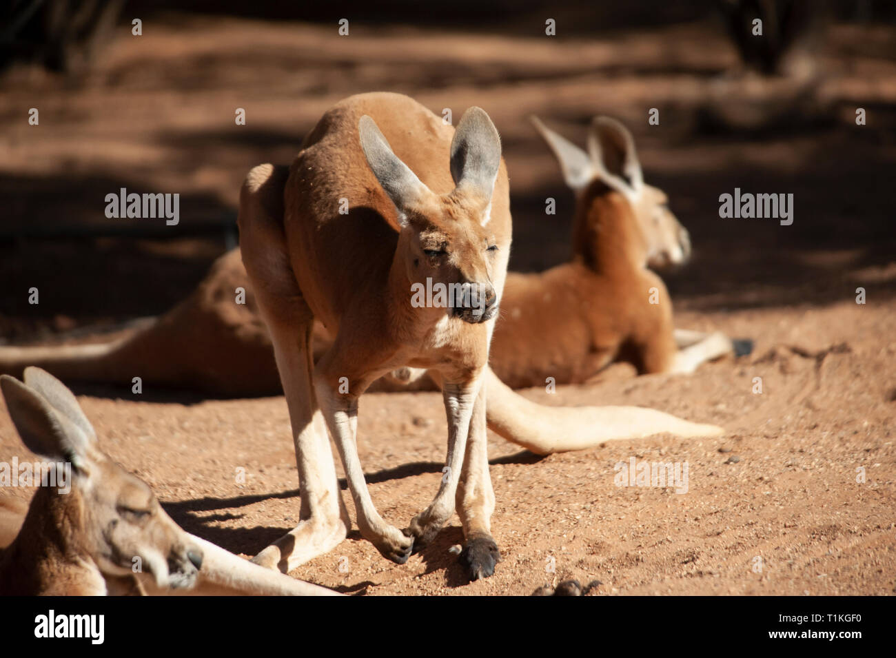 Red kangaroo macropus rufus resting hi-res stock photography and images ...