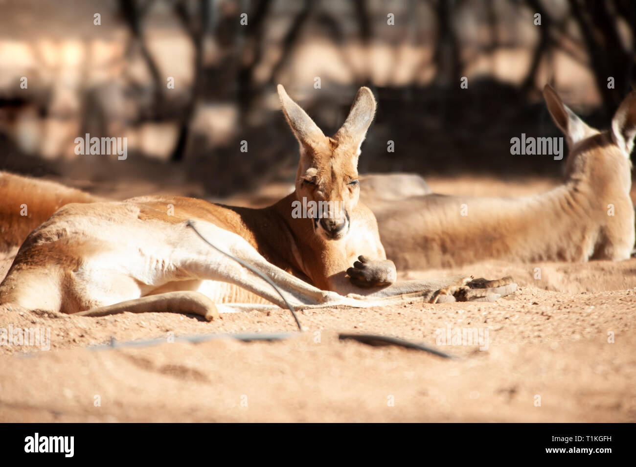 Red kangaroos mob hi-res stock photography and images - Alamy
