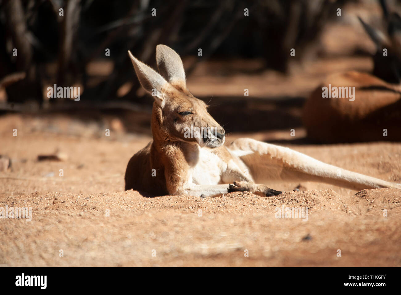 Red kangaroo macropus rufus resting hi-res stock photography and images ...