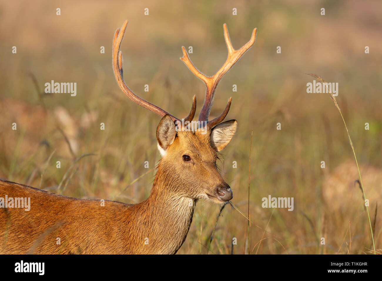 Barasingha Male at Kanha National Park,Madhya Pradesh,India Stock Photo ...