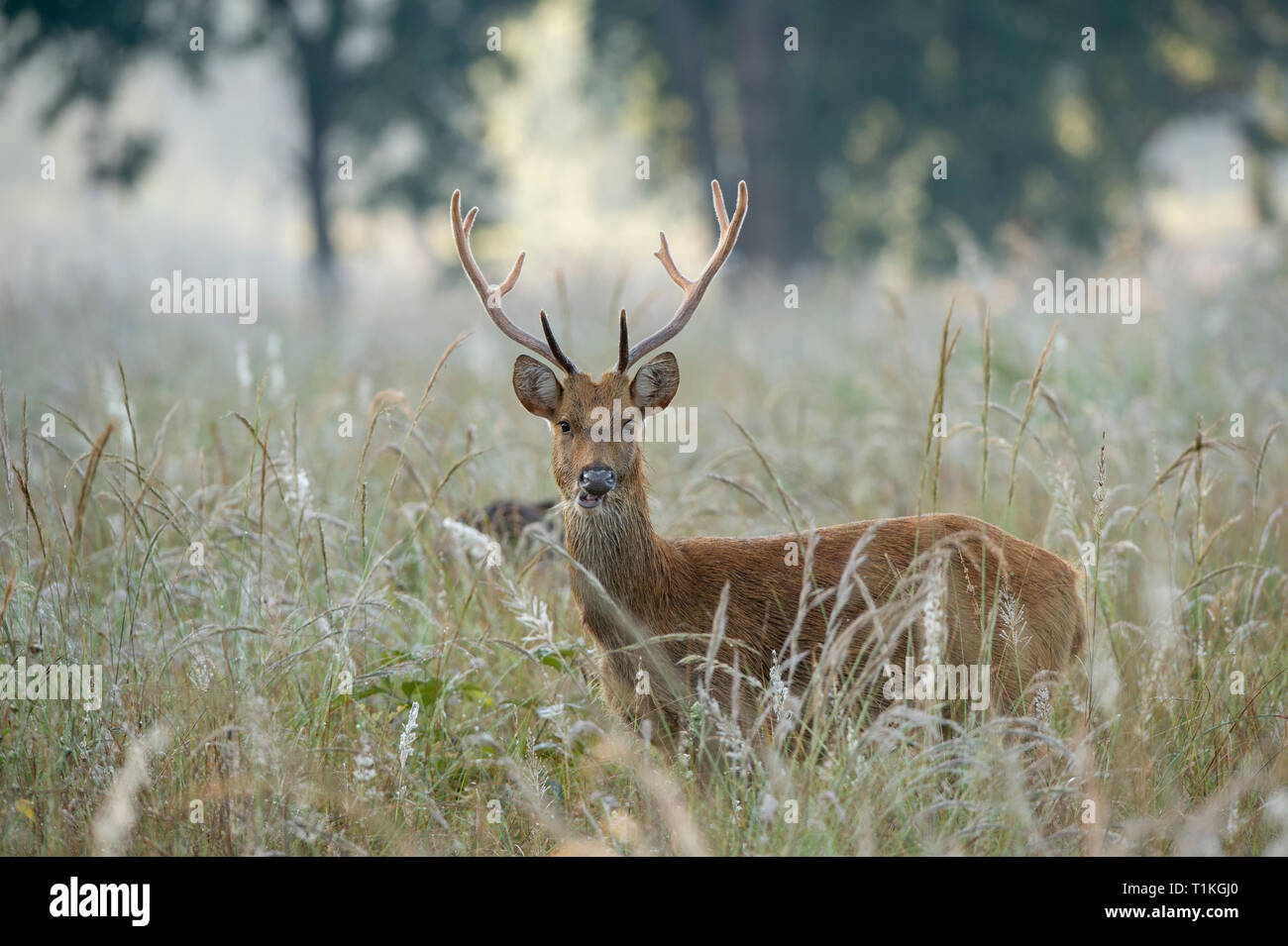 Barasingha at Kanha National Park,Madhya Pradesh,India Stock Photo - Alamy