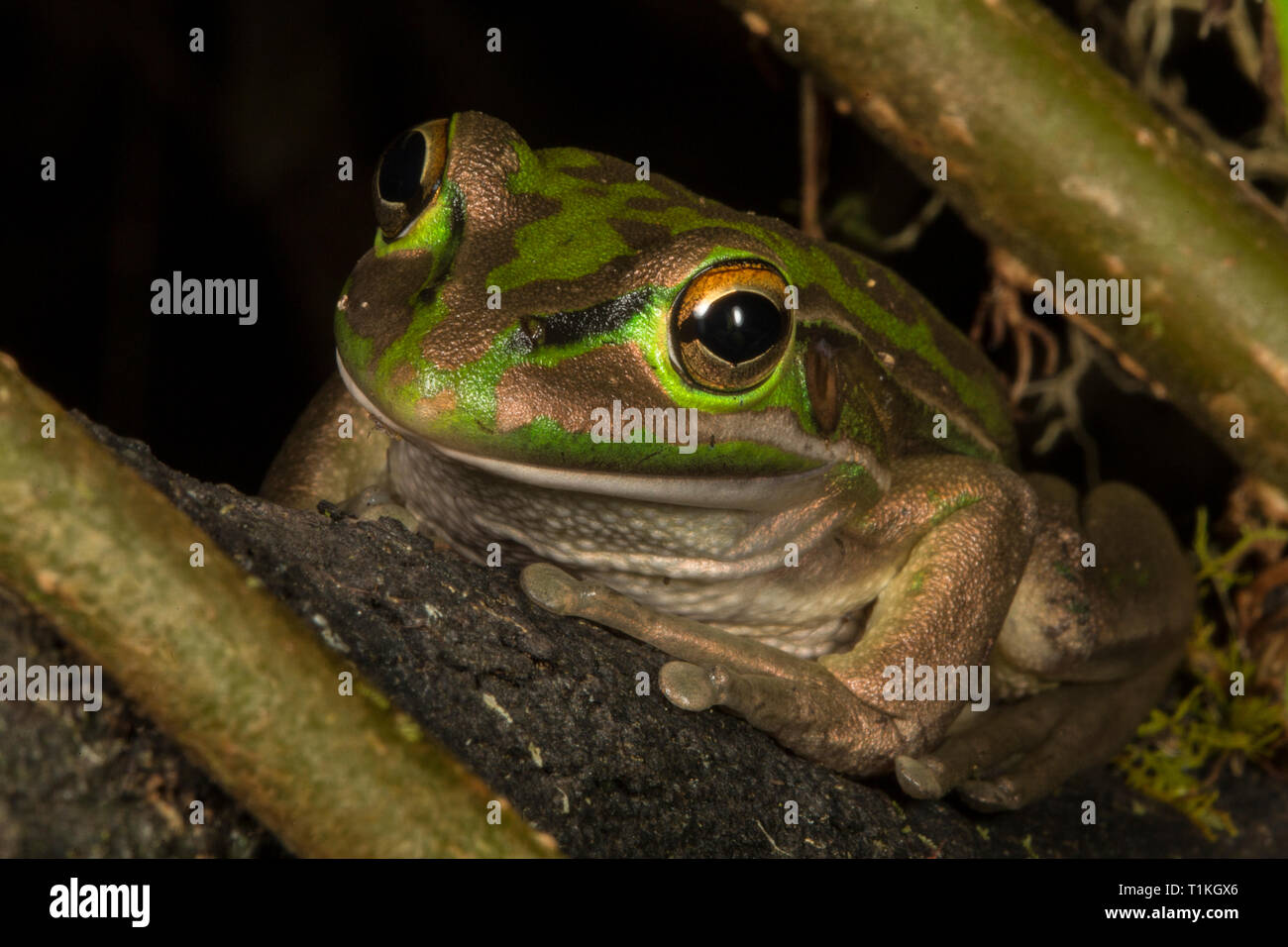 Green and golden bell frog (Litoria aurea) introduced to New Caledonia; Hienghene Stock Photo ...