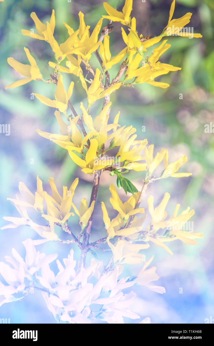 Border forsythia is an ornamental deciduous shrub of garden origin ...