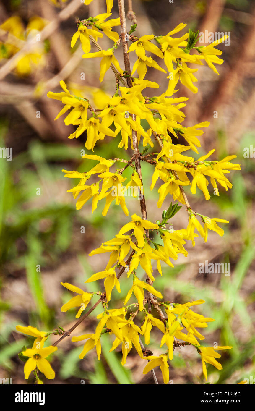 Border forsythia is an ornamental deciduous shrub of garden origin ...