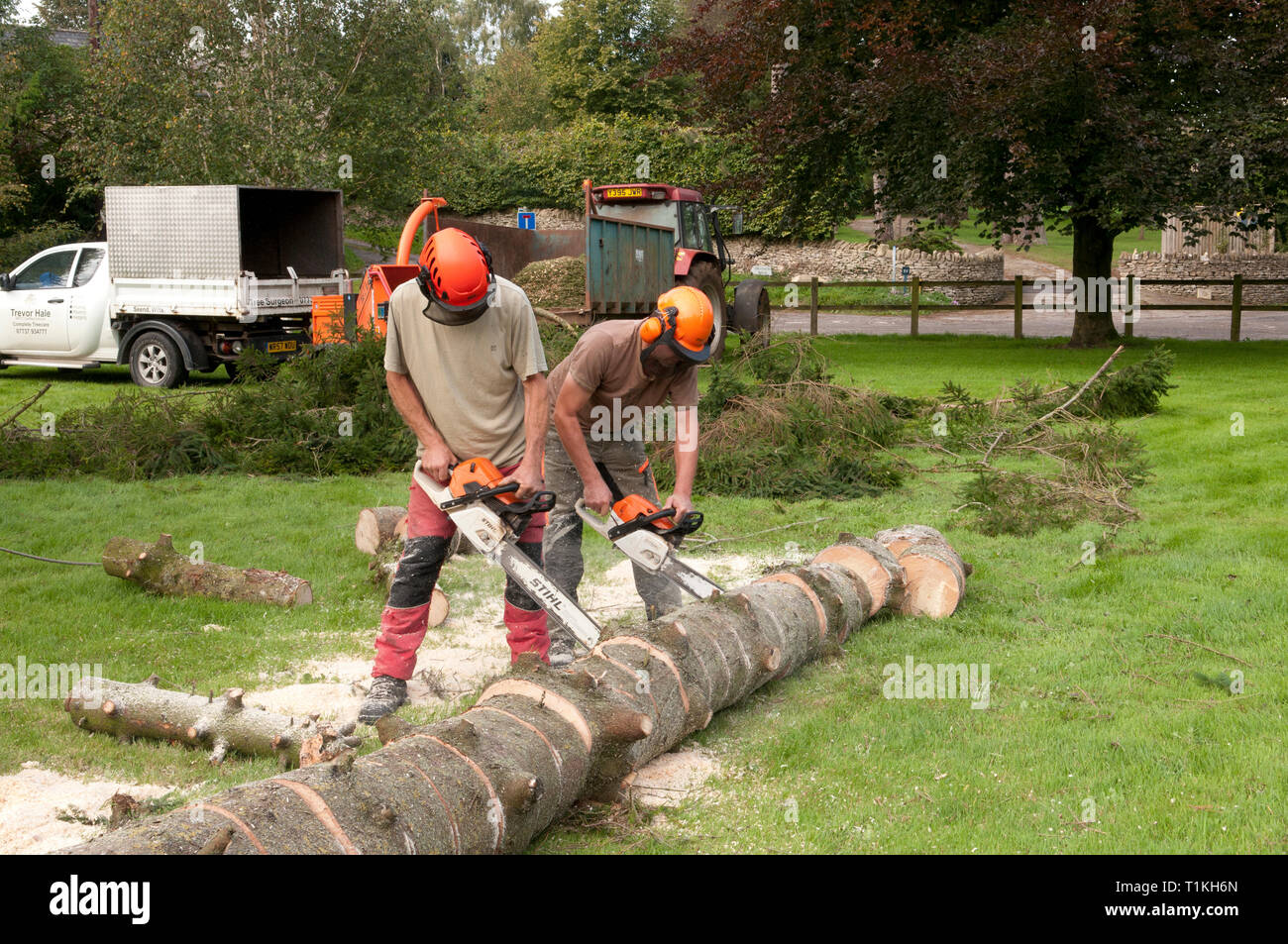 Tree surgeons cutting a felled tree into logs Stock Photo - Alamy