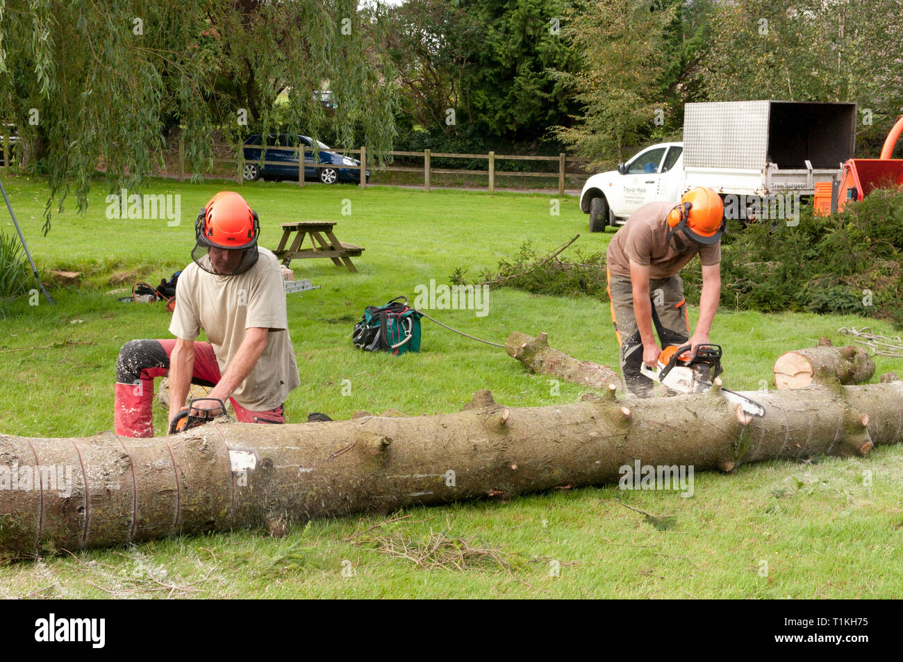 Cutting tree to logs hi-res stock photography and images - Alamy