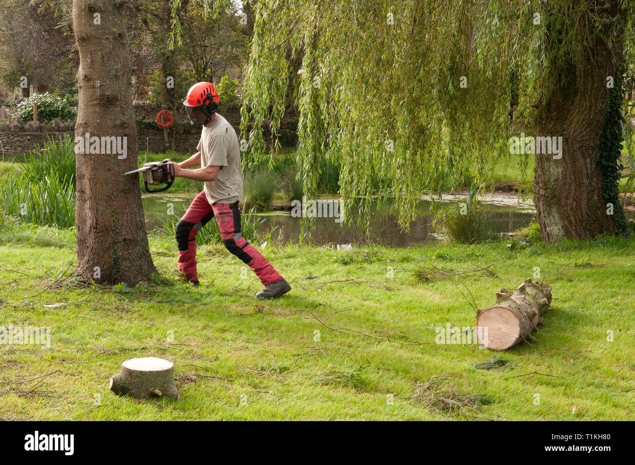 Tree surgeon using a chainsaw to fell a tree Stock Photo - Alamy