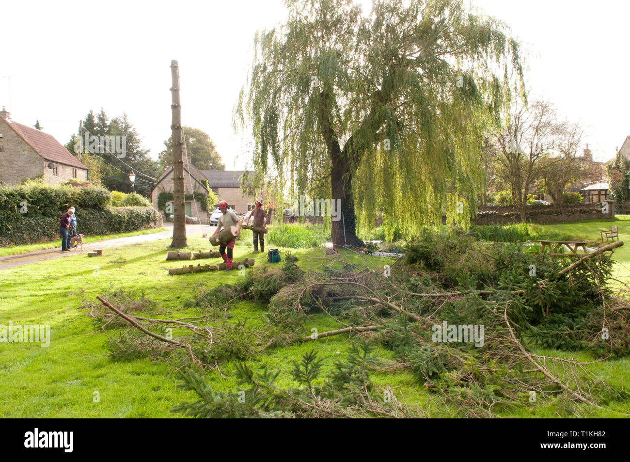 Tree surgeons carrying heavy logs and clearing branches Stock Photo - Alamy