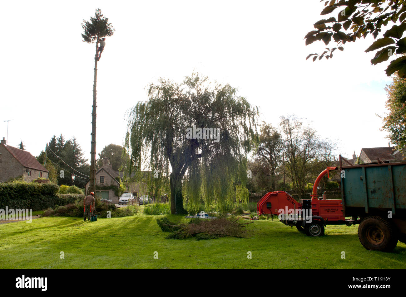 Tree surgeon stripping, cutting off limbs of a conifer before felling ...