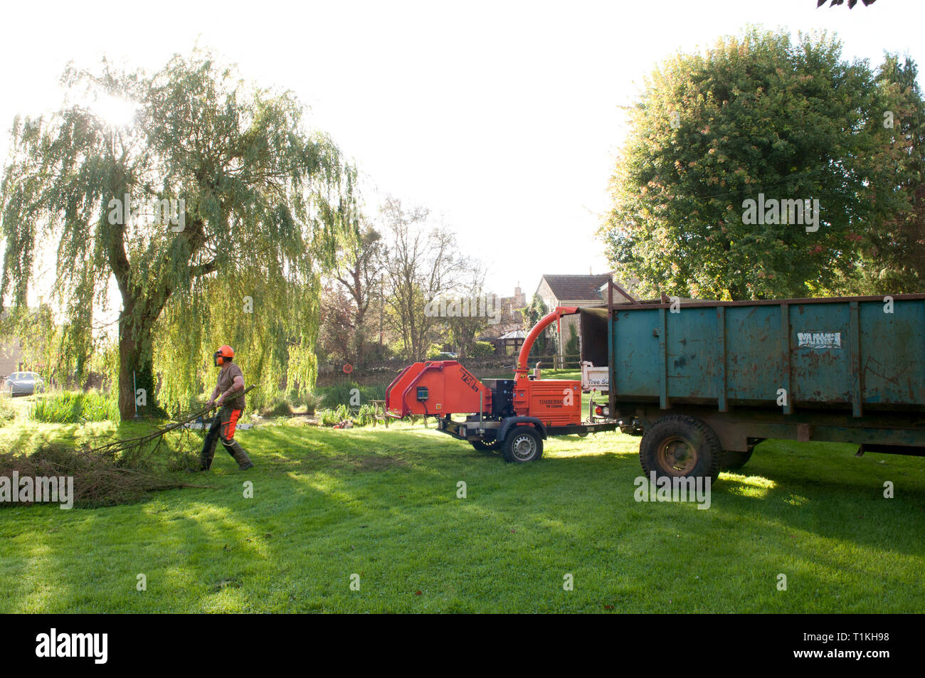 Tree surgeon removing tree limbs and taking them to the tree chipper ...