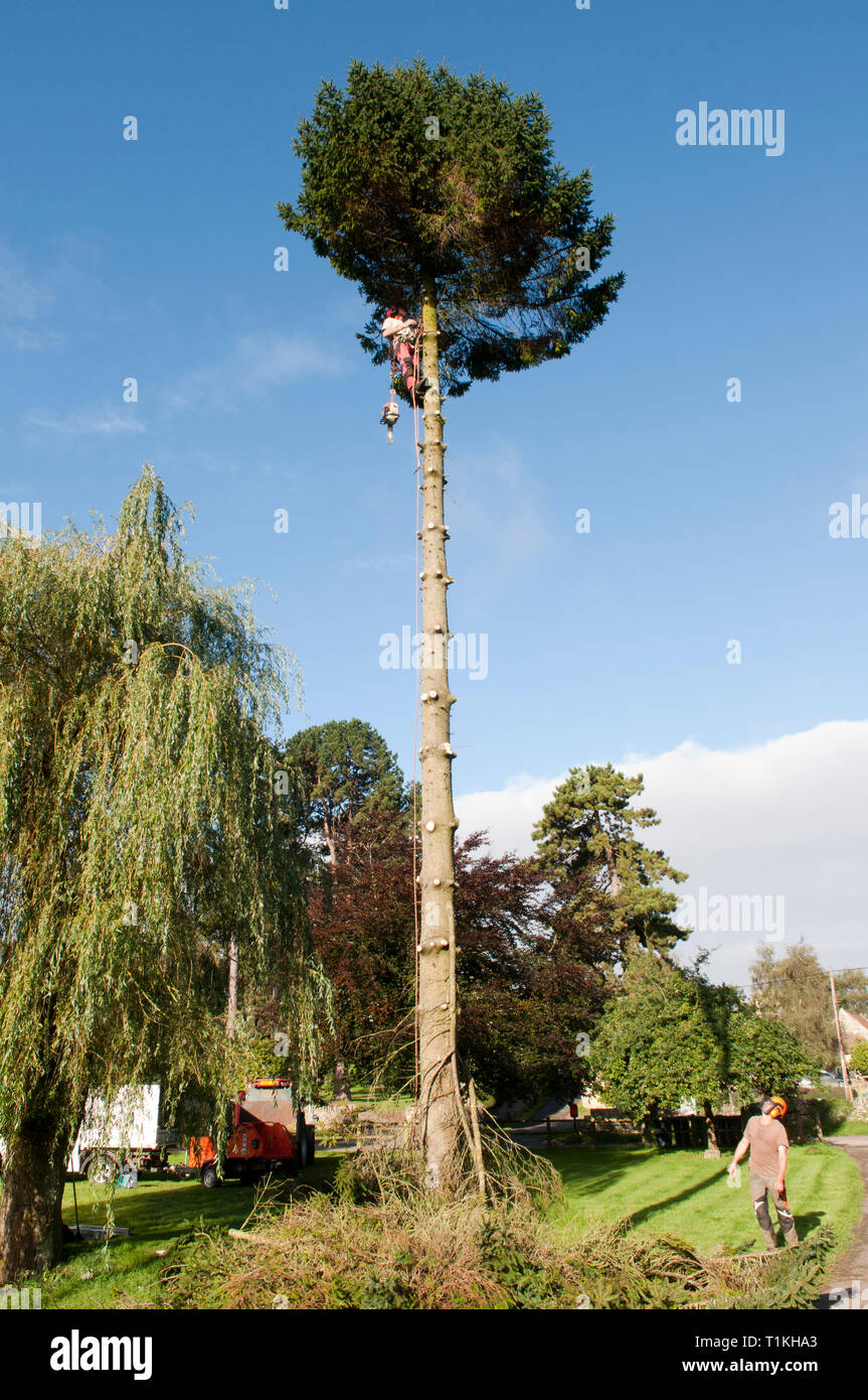Tree surgeon stripping, cutting off limbs of a conifer before felling ...
