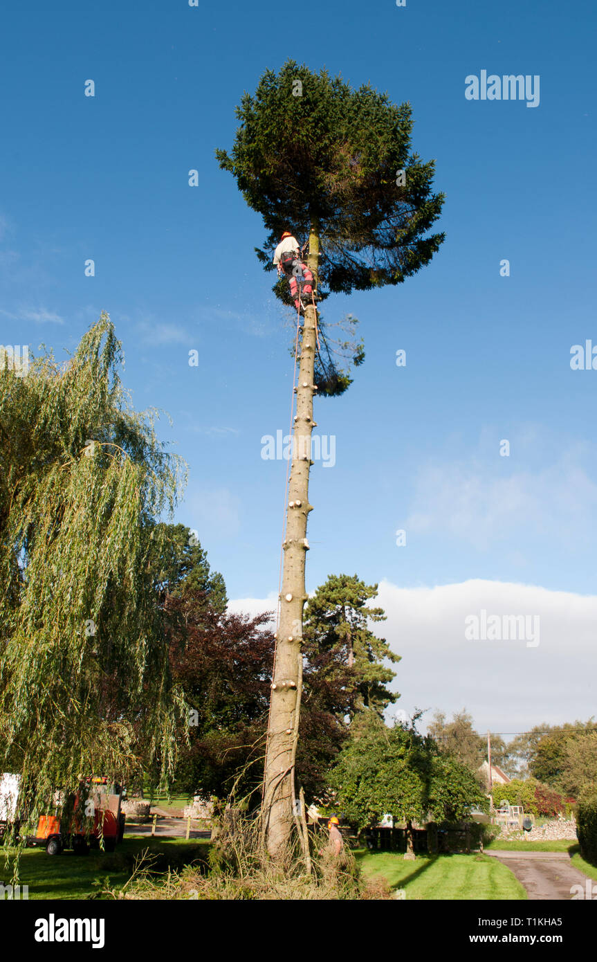Tree surgeon stripping, cutting off limbs of a conifer before felling ...