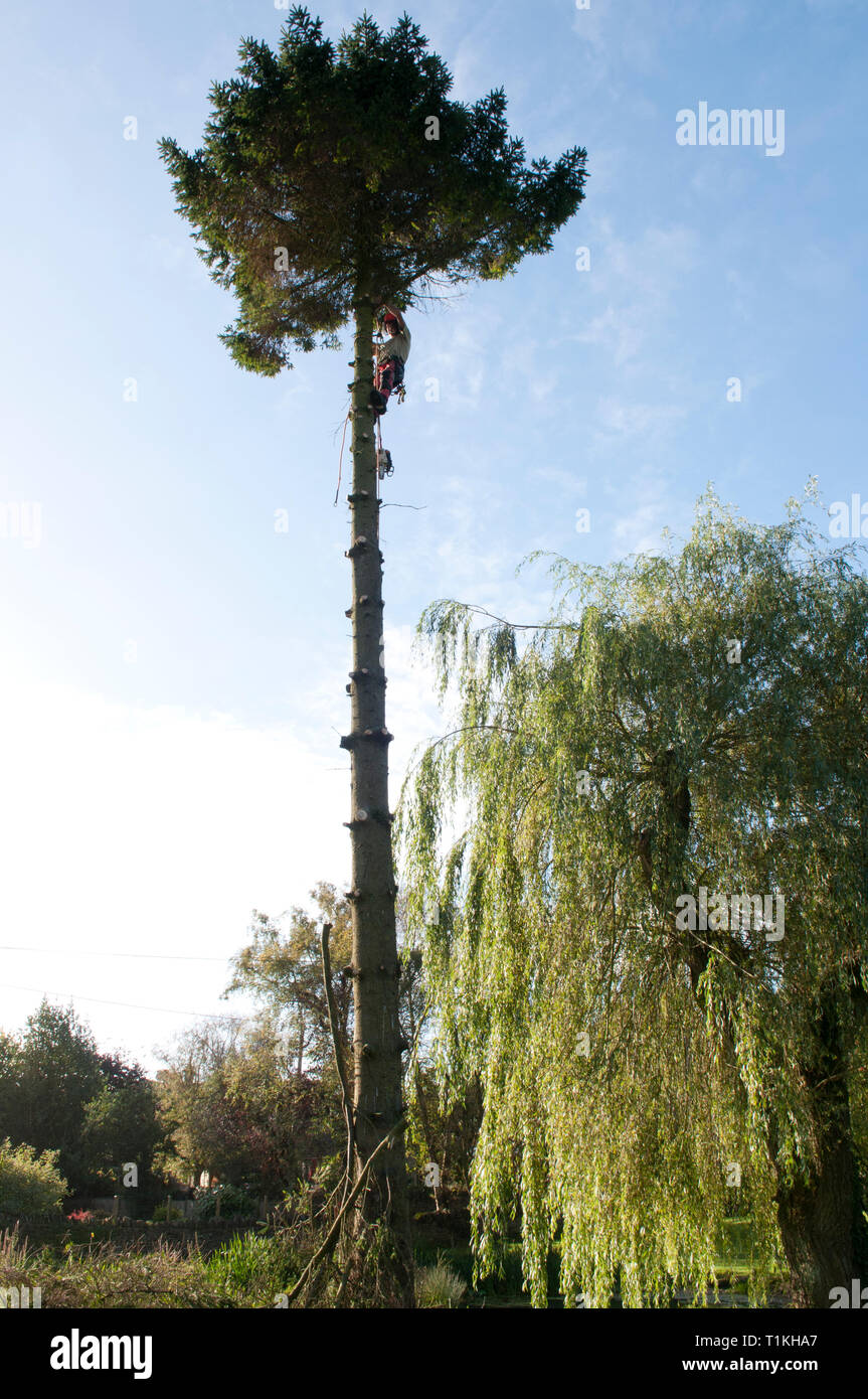 Tree surgeon stripping, cutting off limbs of a conifer before felling ...