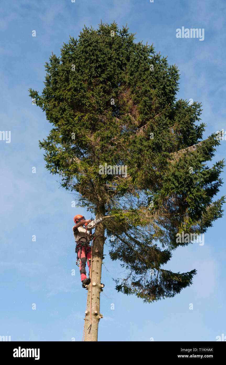 Tree surgeon stripping, cutting off limbs of a conifer before felling ...