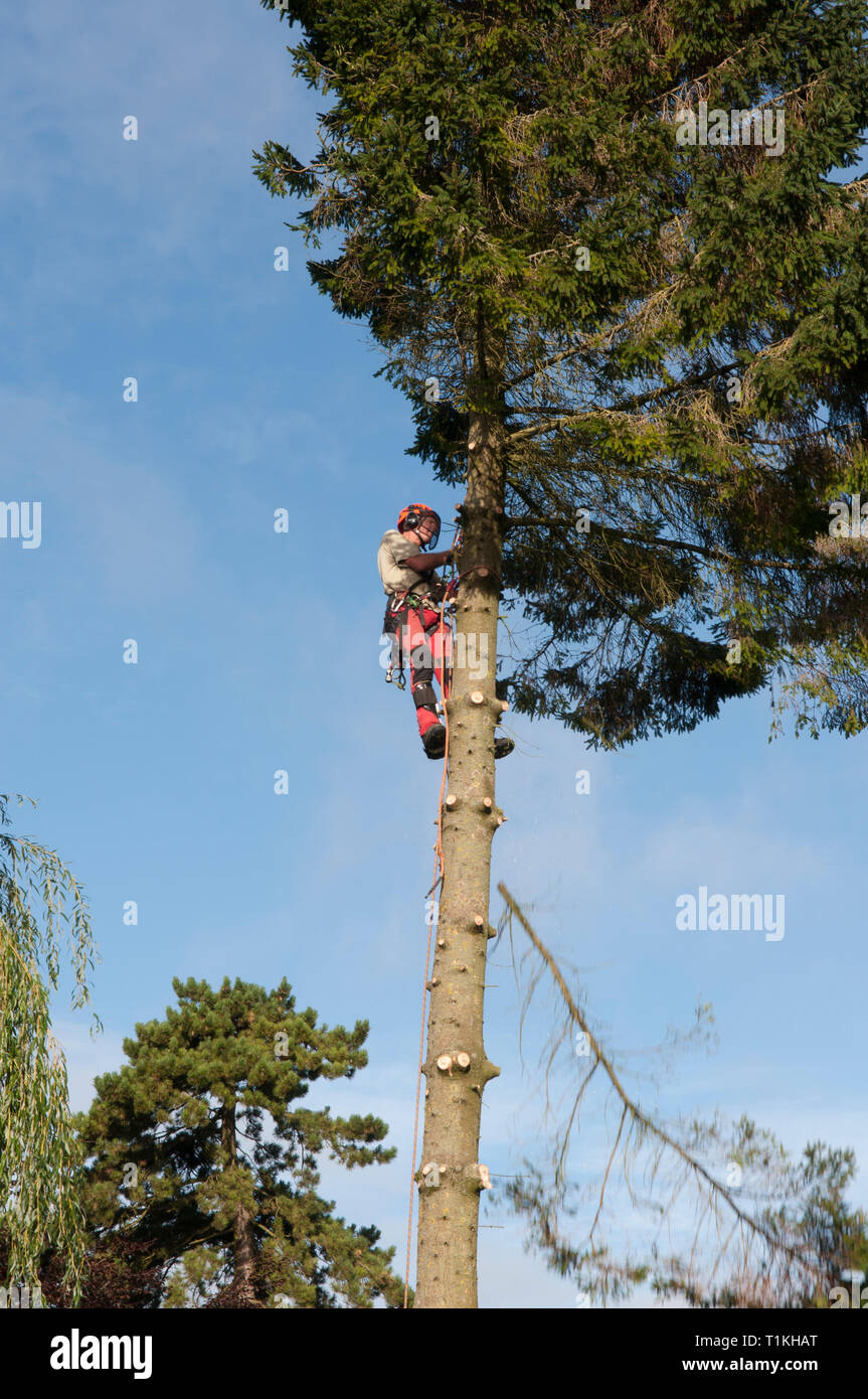 Tree surgeon stripping, cutting off limbs of a conifer before felling ...
