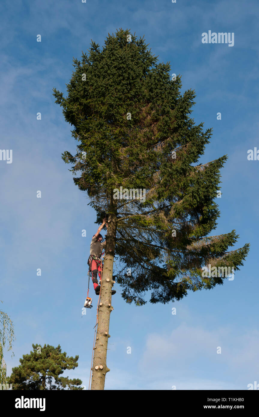 Tree surgeon stripping, cutting off limbs of a conifer before felling ...