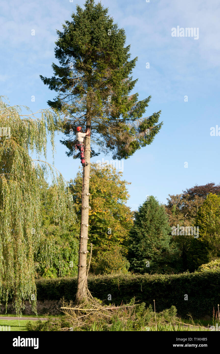 Tree surgeon stripping, cutting off limbs of a conifer before felling ...
