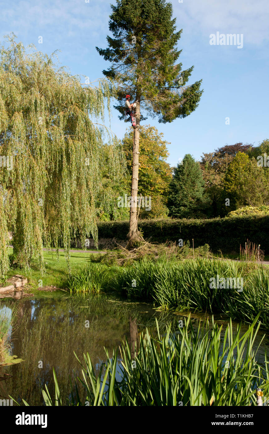 Tree surgeon stripping, cutting off limbs of a conifer before felling ...