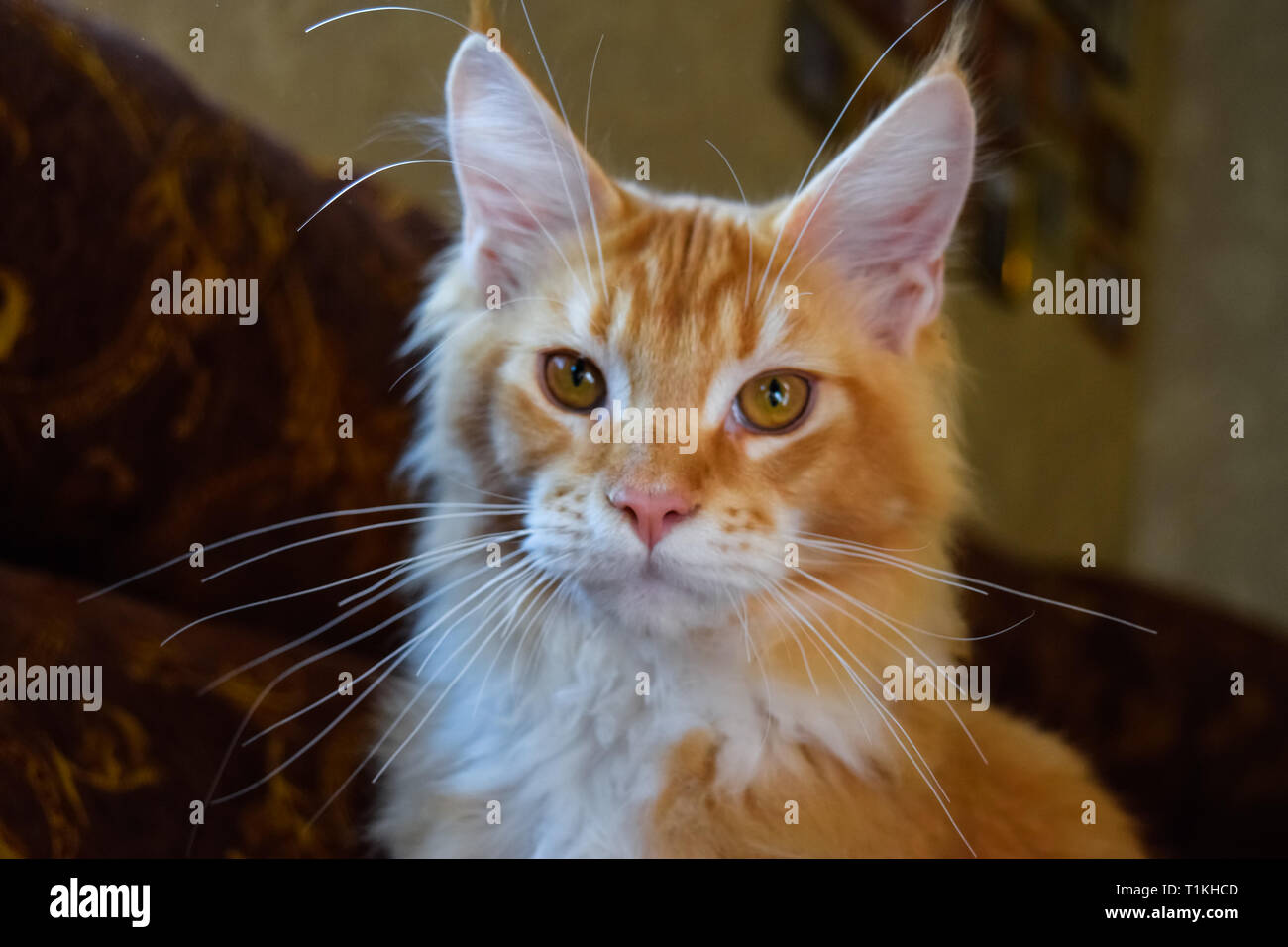 Breeding of purebred cats at home. Mainecoon cat, Giant maine coon cat ...