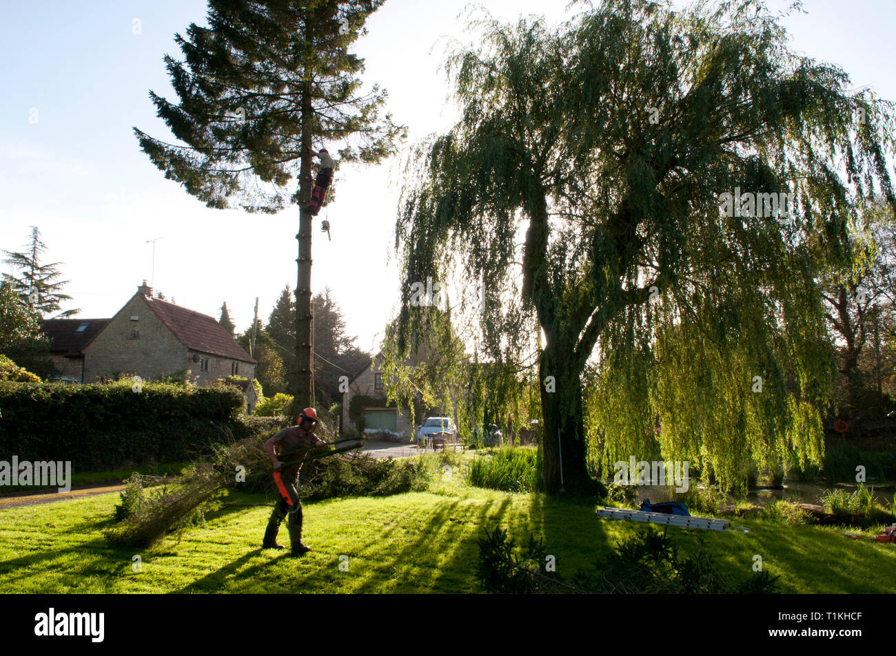 Tree surgeon stripping, cutting off limbs of a conifer before felling ...