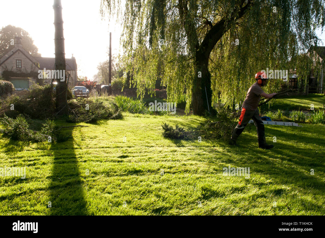 Tree surgeon removing tree limbs and taking them to the wood chipper ...