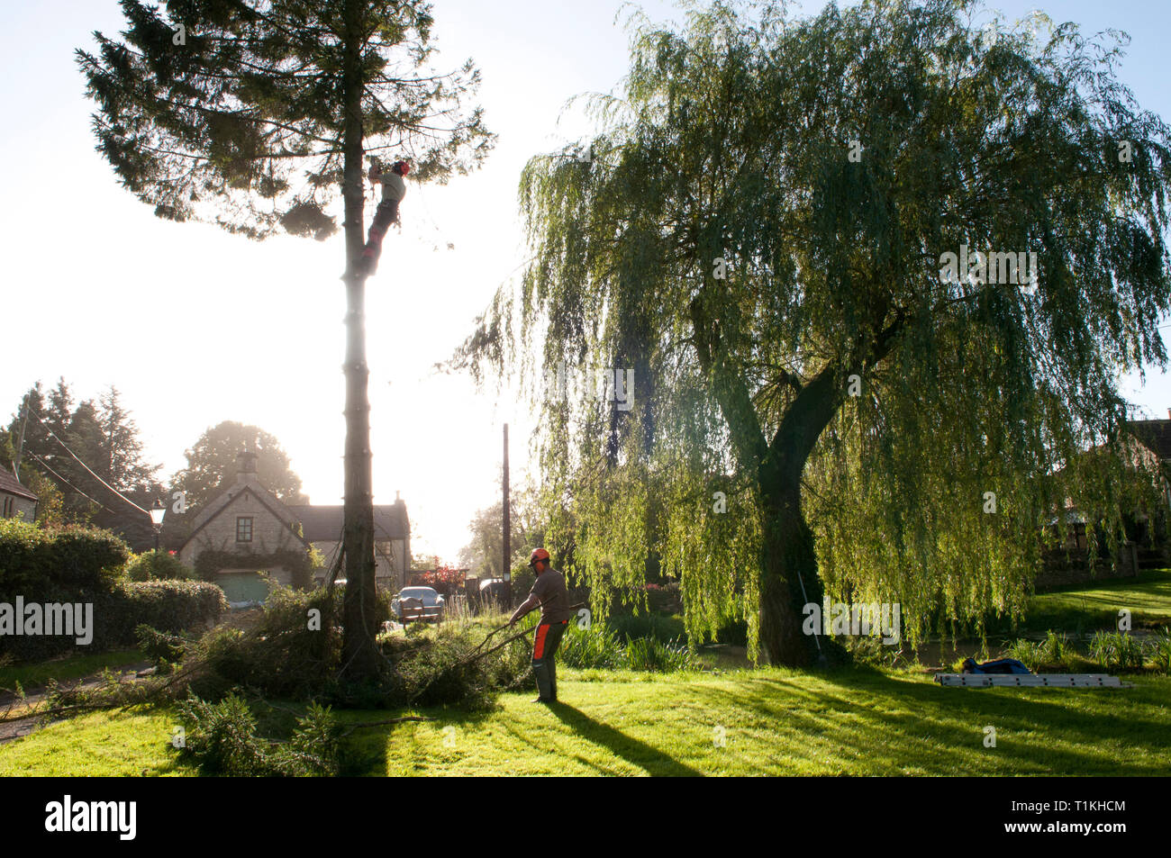Tree surgeon stripping, cutting off limbs of a conifer before felling ...