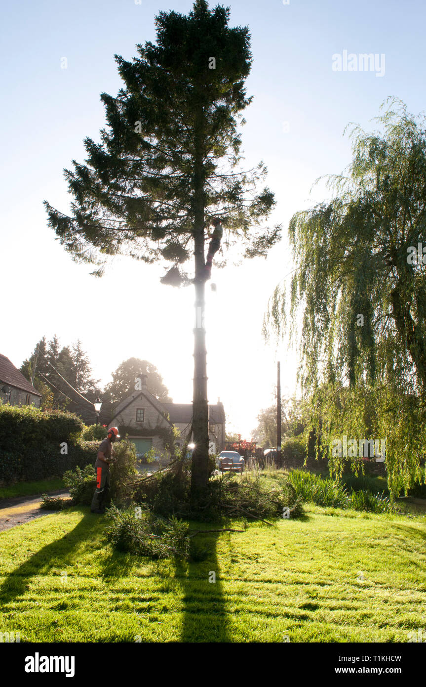 Tree surgeon stripping, cutting off limbs of a conifer before felling ...