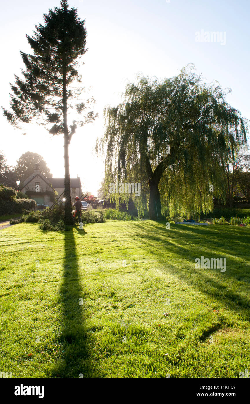 Tree surgeon stripping, cutting off limbs of a conifer before felling ...